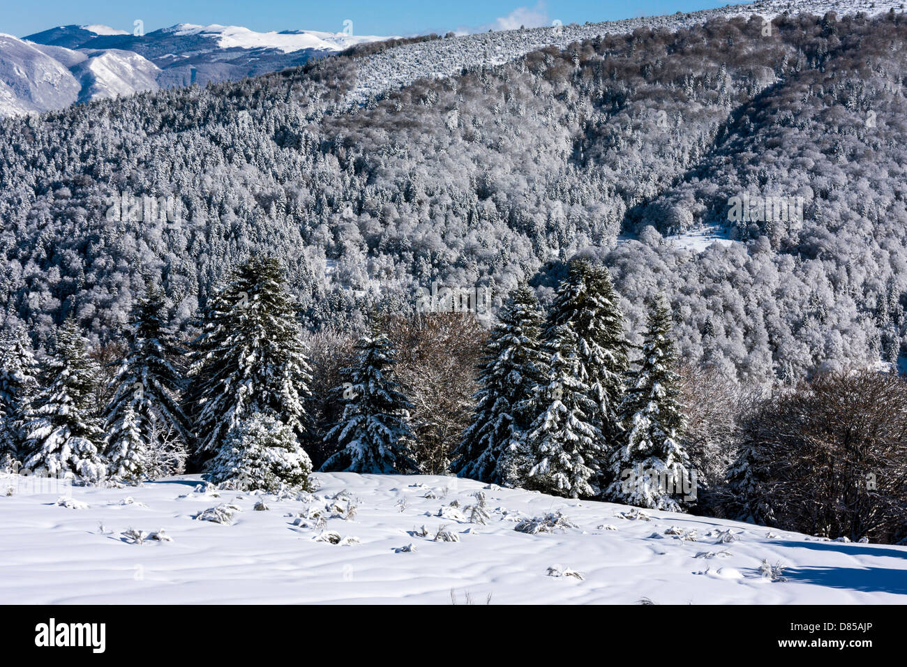 Winter, snow on trees, blue sky, cold, snowy, Plateau de Beille, Ariege ...