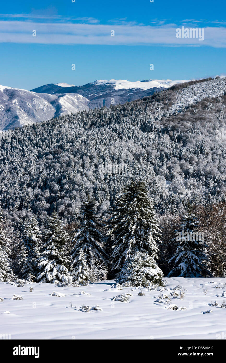 Winter, snow on trees, blue sky, cold, snowy, Plateau de Beille, Ariege ...