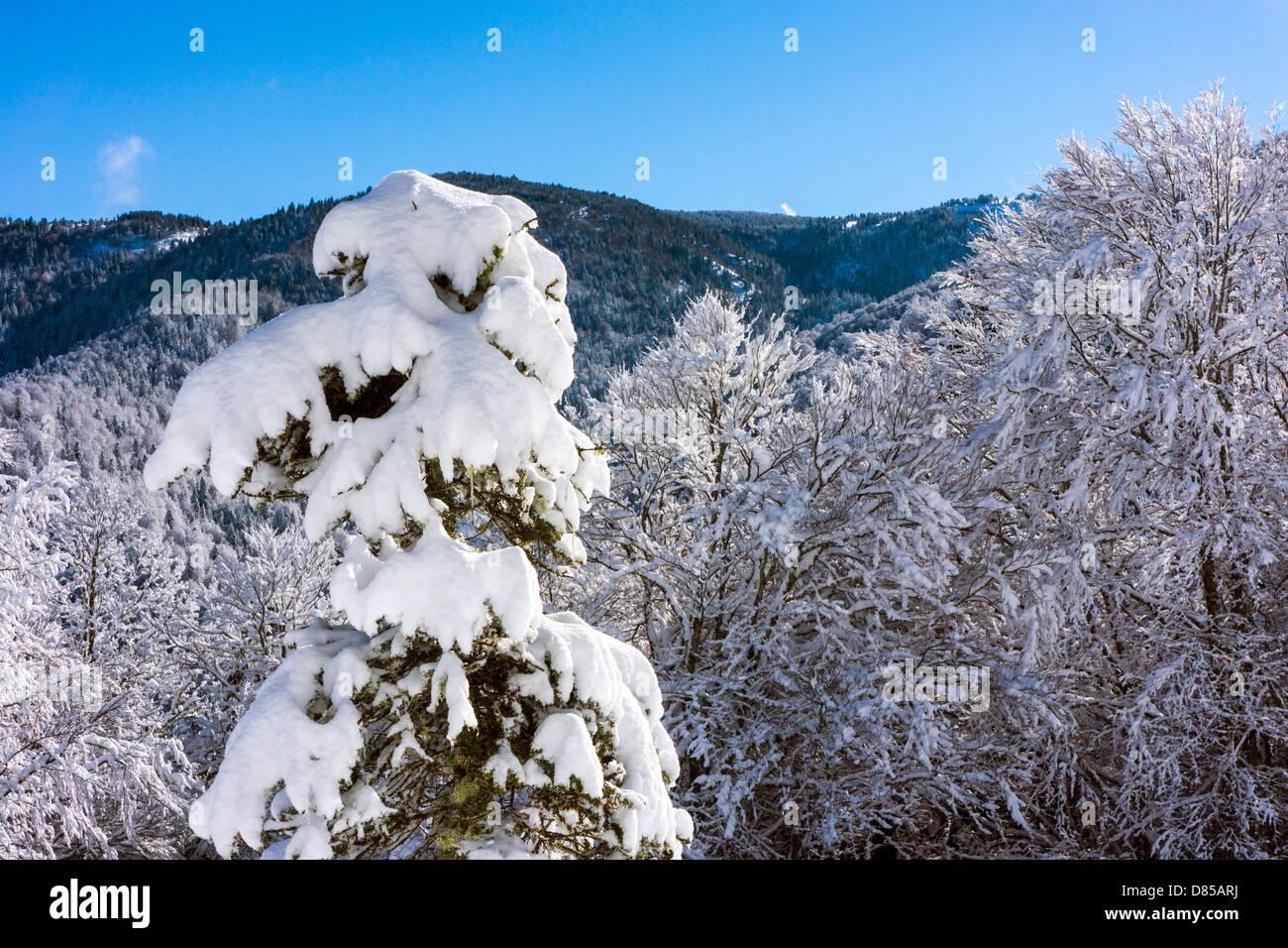 Winter, snow on trees, blue sky, cold, snowy, Plateau de Beille, Ariege ...