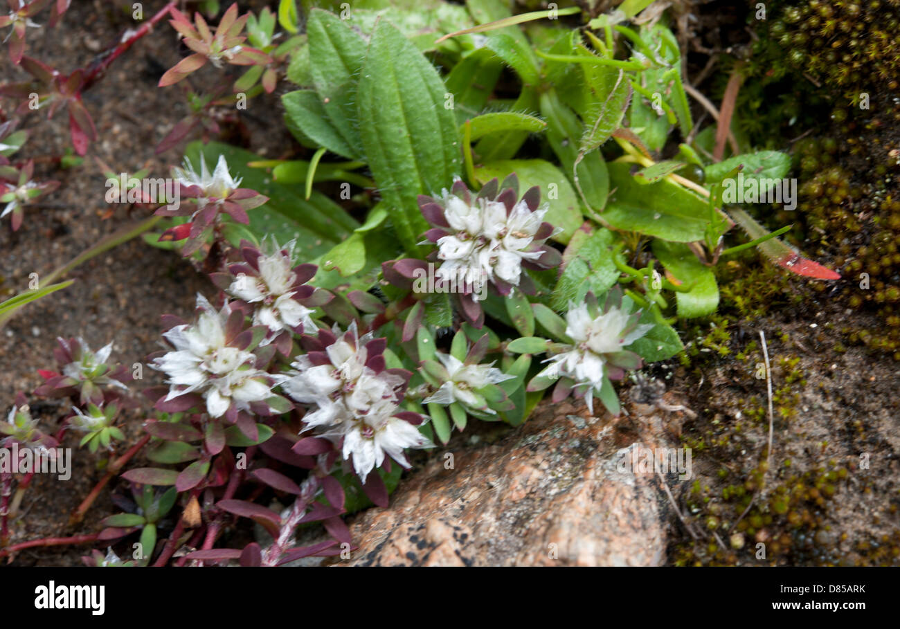 Paronychia capitata, growing on dry rocky slopes in Sierra Morena ...