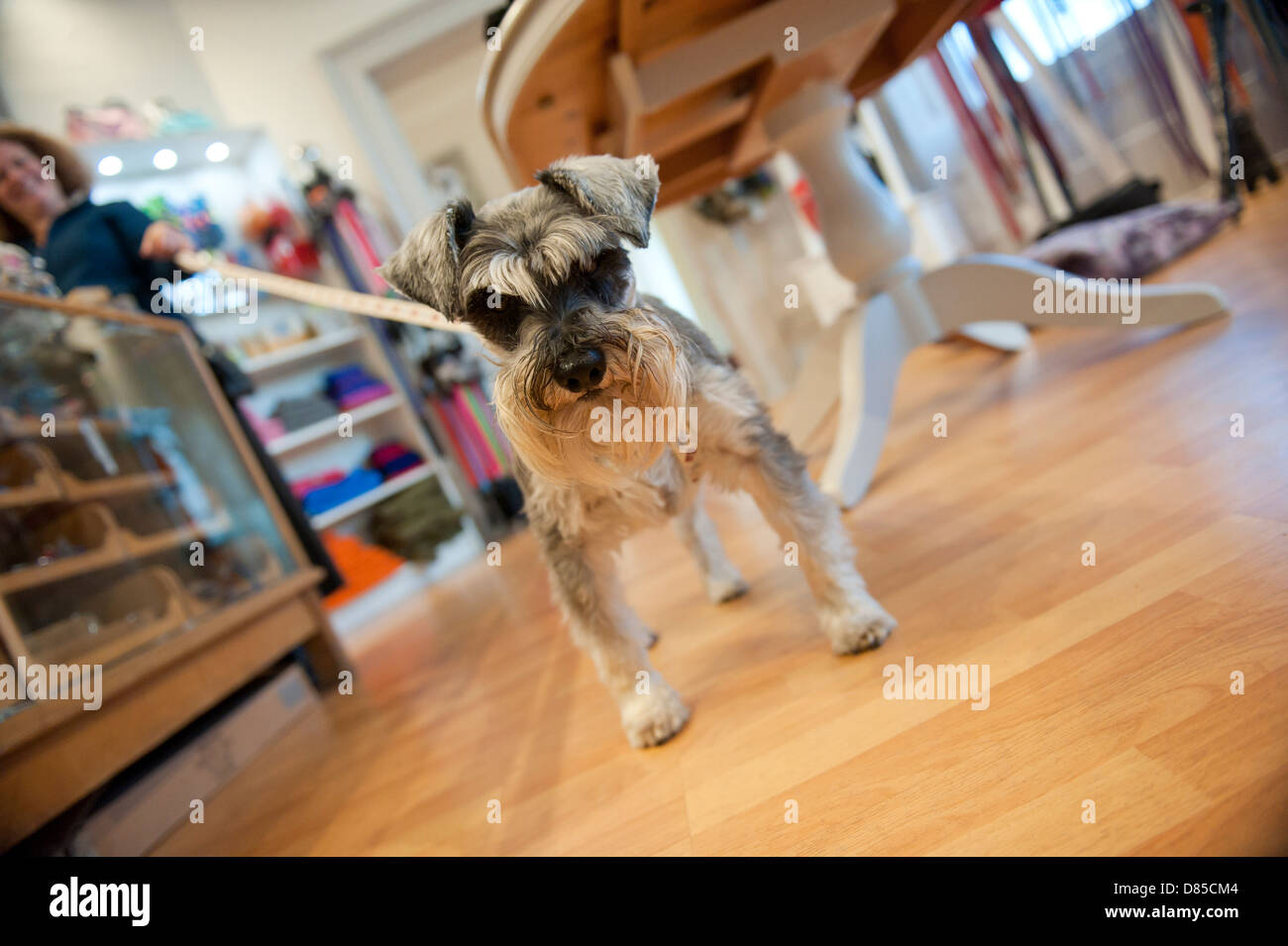 Collared. A dog accessory and gift shop, Hastings. East Sussex. UK ...