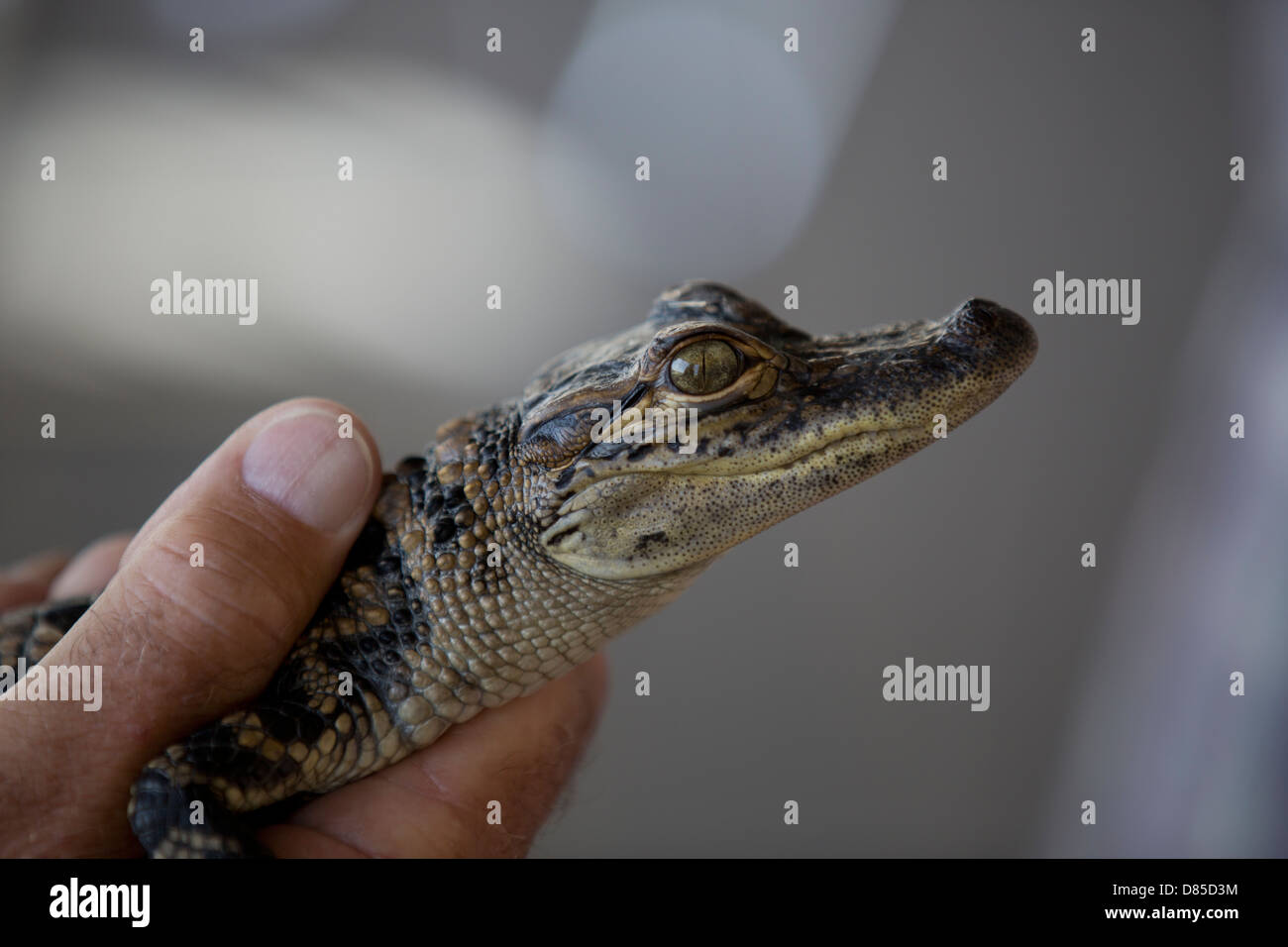 Close up of a baby American Alligator in a man's hand Stock Photo - Alamy