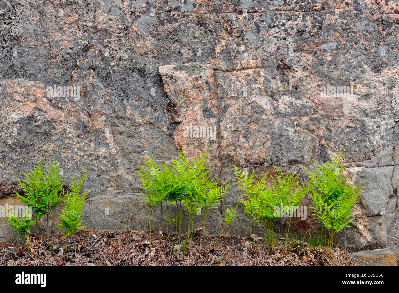 Killarney fern hi-res stock photography and images - Alamy