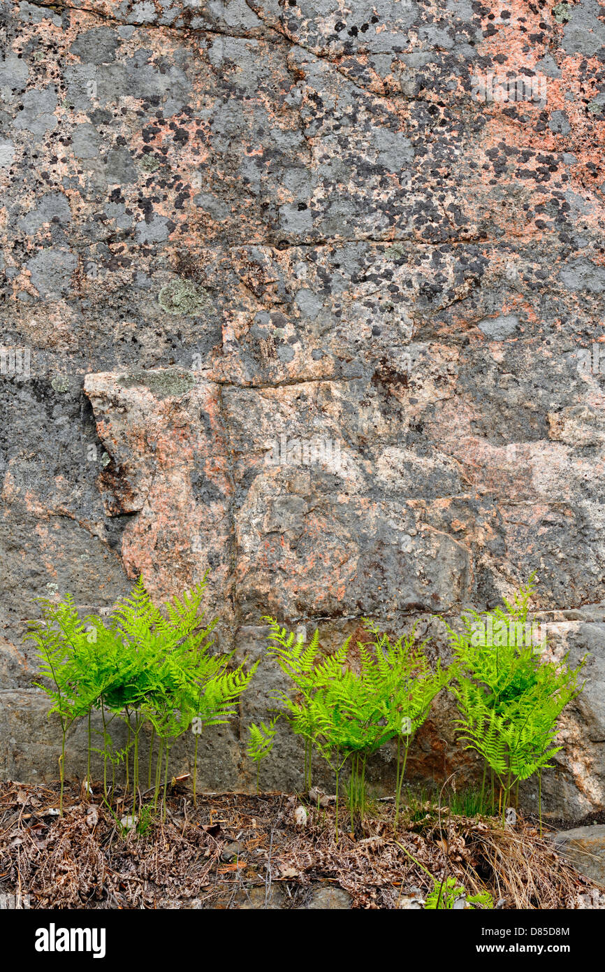 Bracken fern (Pteridium aquilinum), Killarney, Ontario, Canada Stock ...