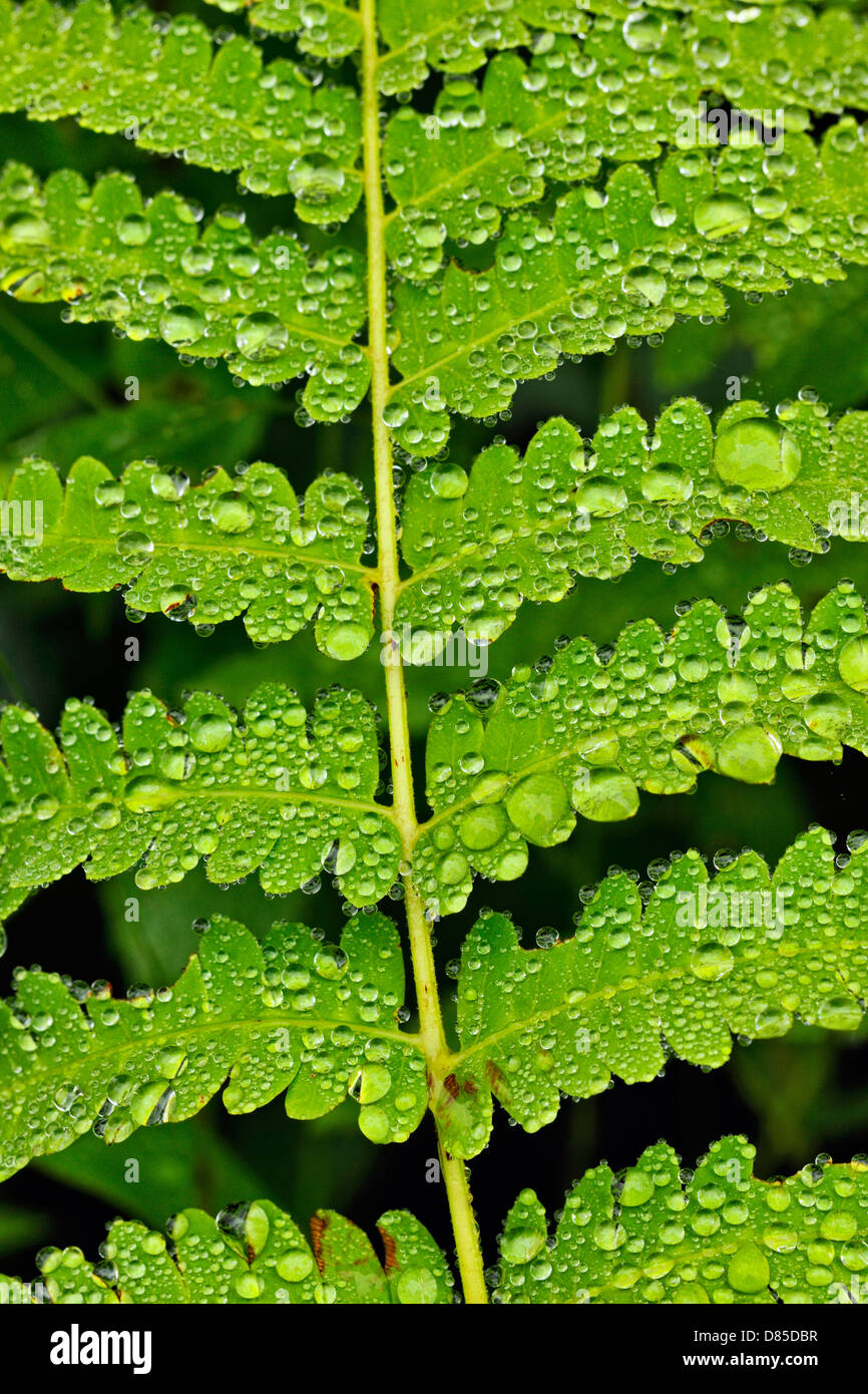 Interrupted fern (Osmunda claytoniana) Fronds with raindrops, Greater ...