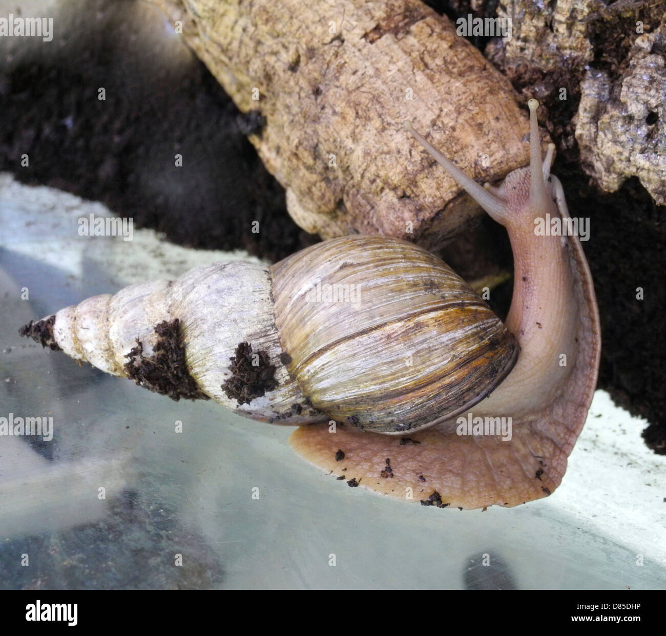 Giant African Land Snail snails Stock Photo - Alamy