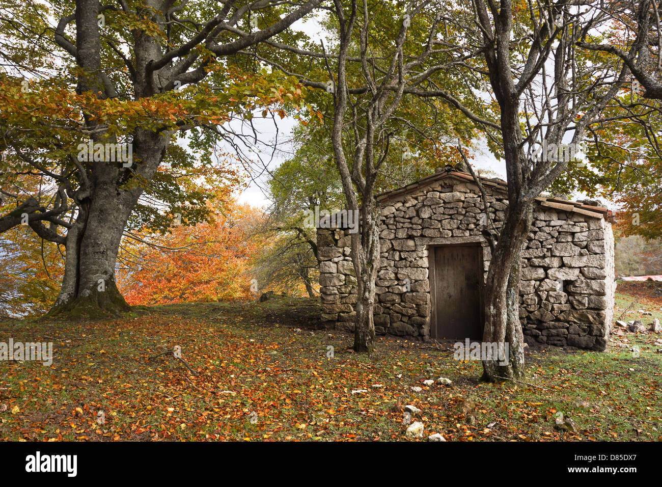 stone cabin in autumn forest Stock Photo - Alamy