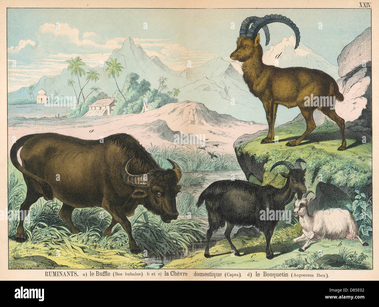 Buffalo, Goat (male and female), and Ibex Stock Photo - Alamy
