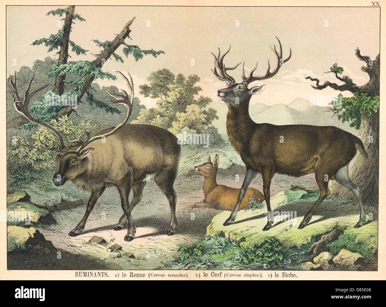 Various Deer Caribou And Elk Stock Photo - Alamy