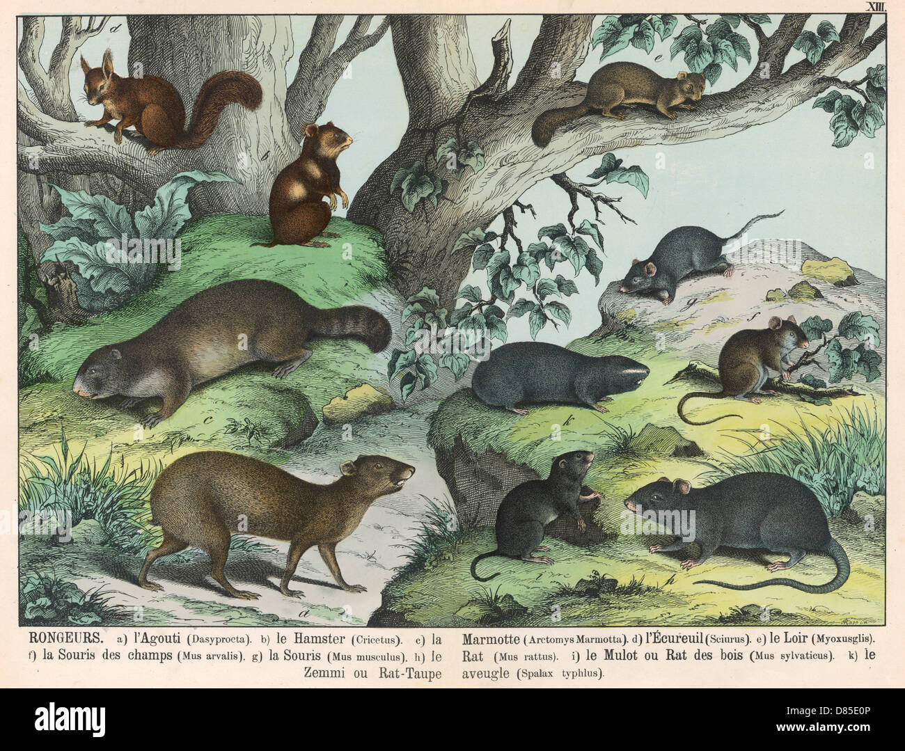 Agouti mouse hi-res stock photography and images - Alamy