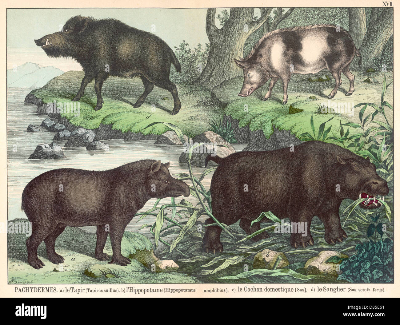 Tapir, Hippopotamus, Pig, and Wild Boar Stock Photo - Alamy