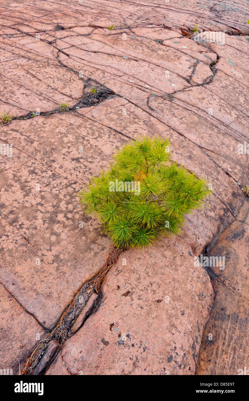 Canadian Shield granite outcrops with Eastern white pine Pinus strobus ...