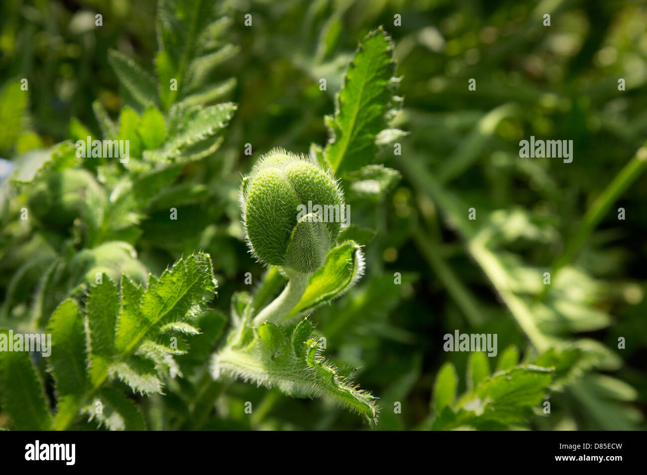New leafy bud hi-res stock photography and images - Alamy