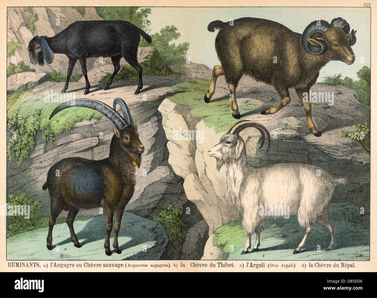 Four types of goat Stock Photo - Alamy