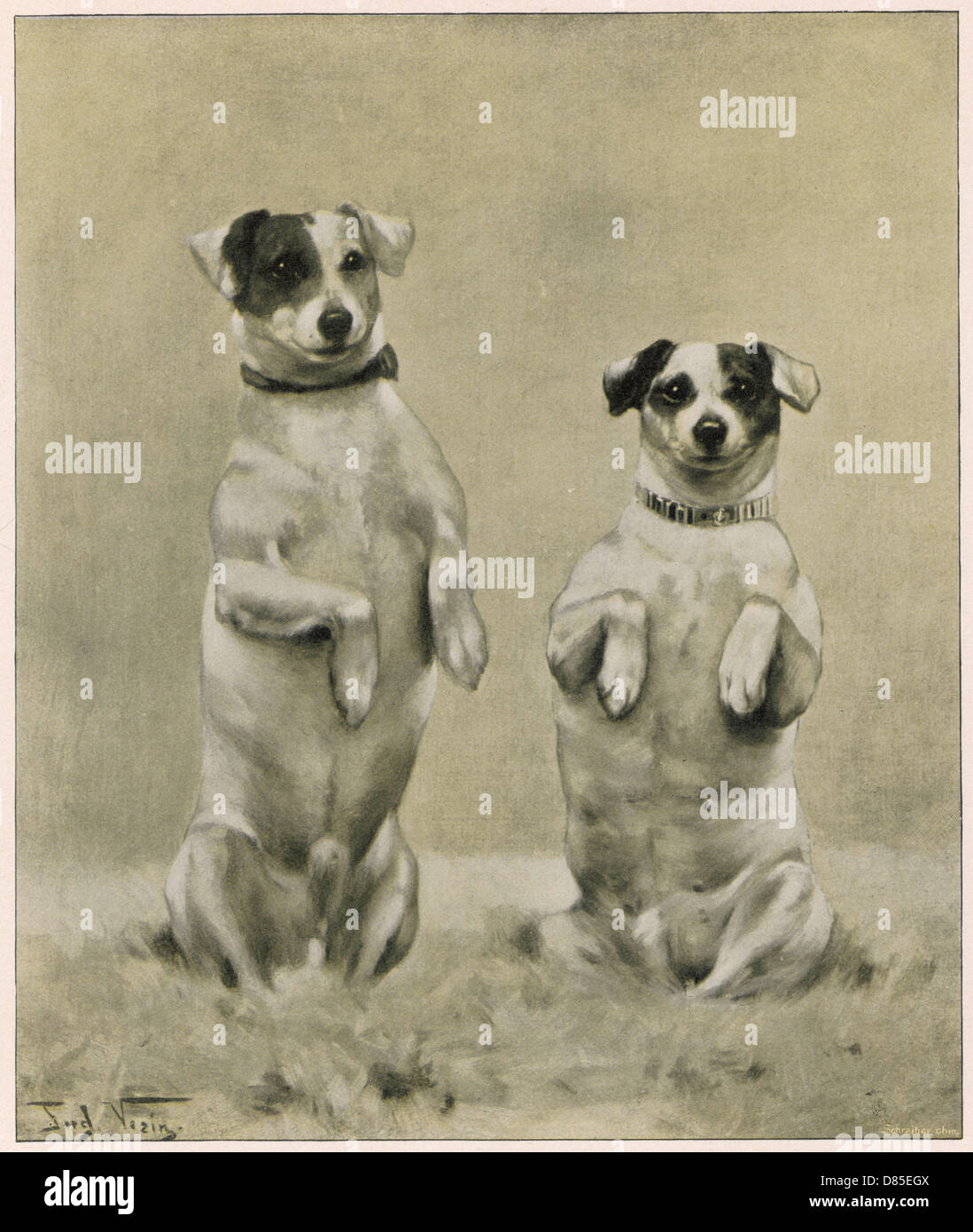 Two dogs sit up and beg for food Stock Photo - Alamy