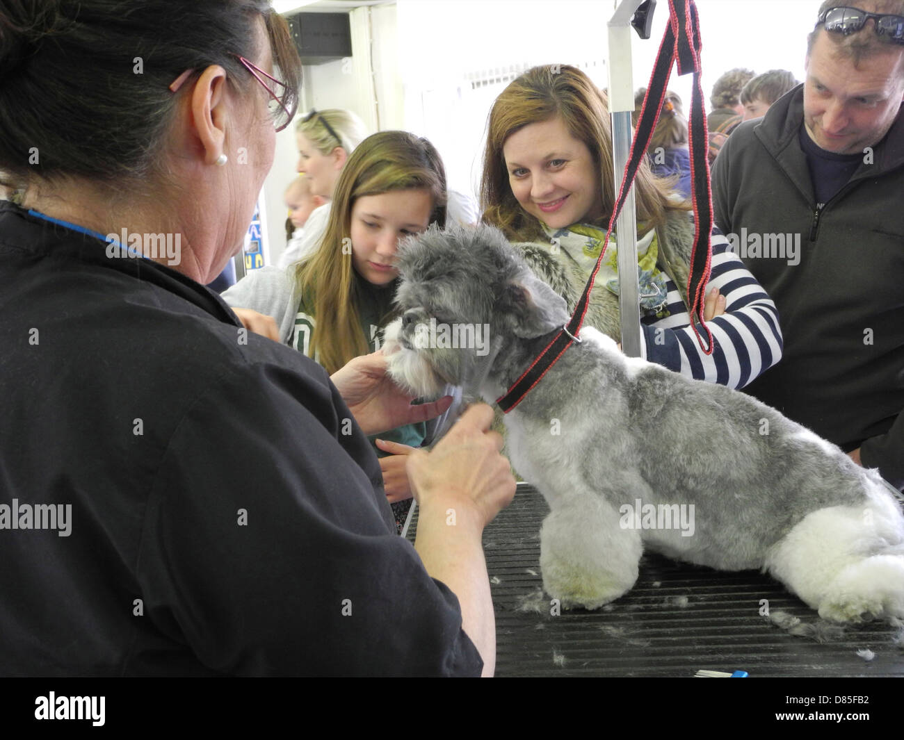 Dog parlour hi-res stock photography and images - Alamy
