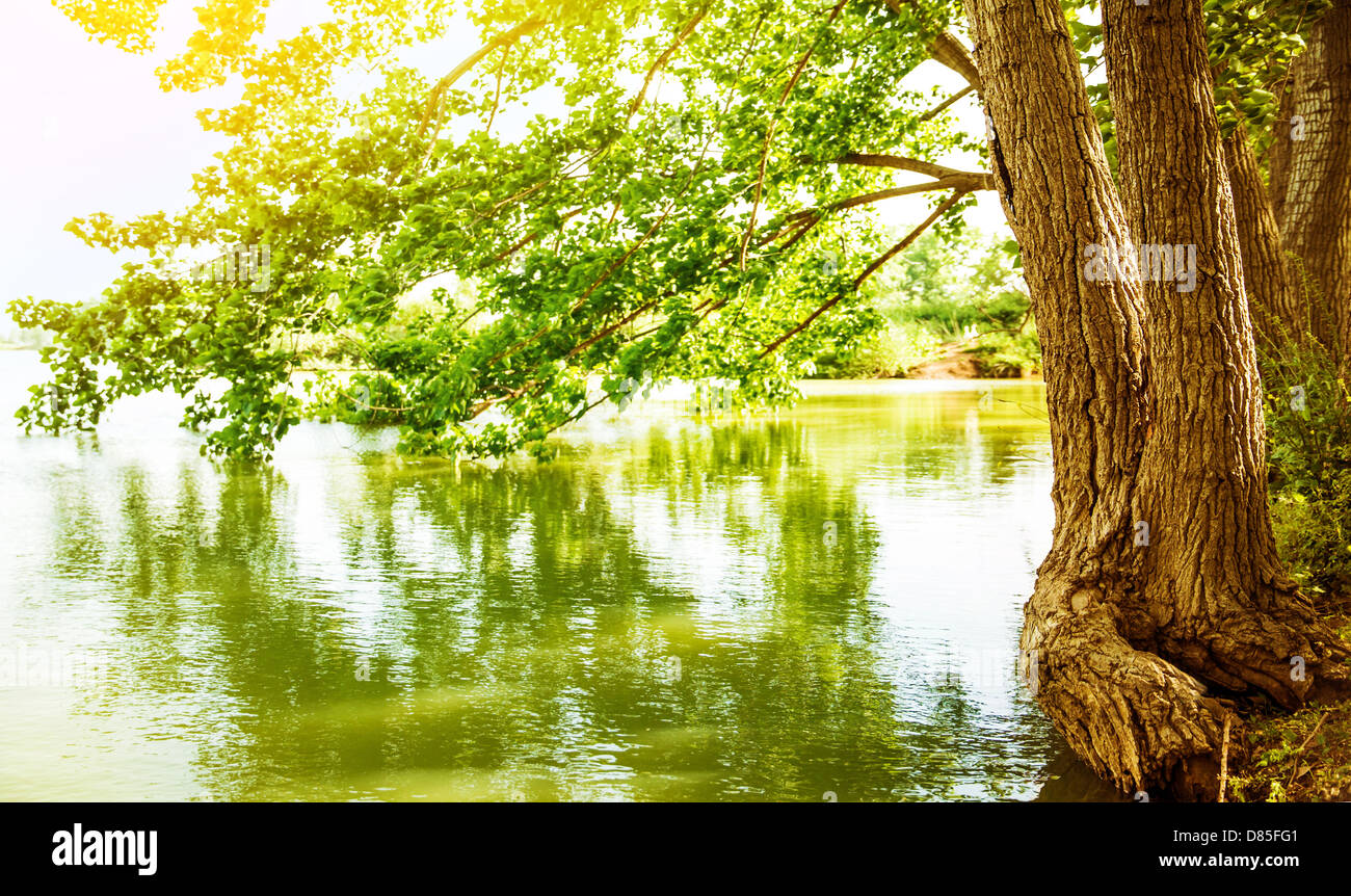 Beautiful river landscape, reflection of big tree in calm water, forest ...