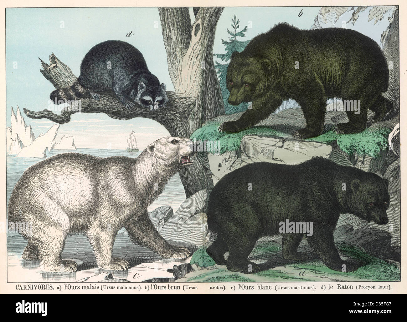 Various types of bear Stock Photo - Alamy