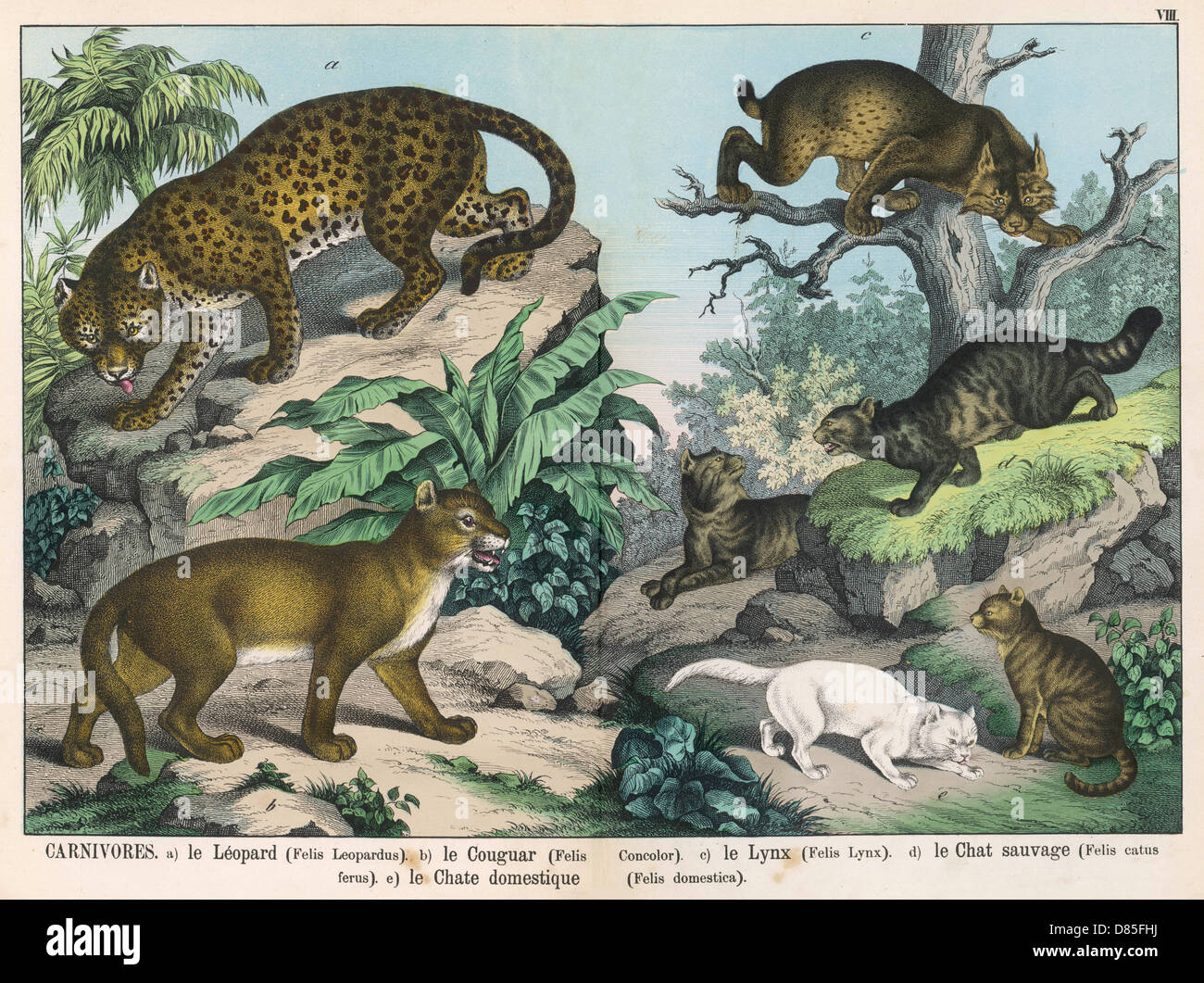 19th century cats hi-res stock photography and images - Alamy