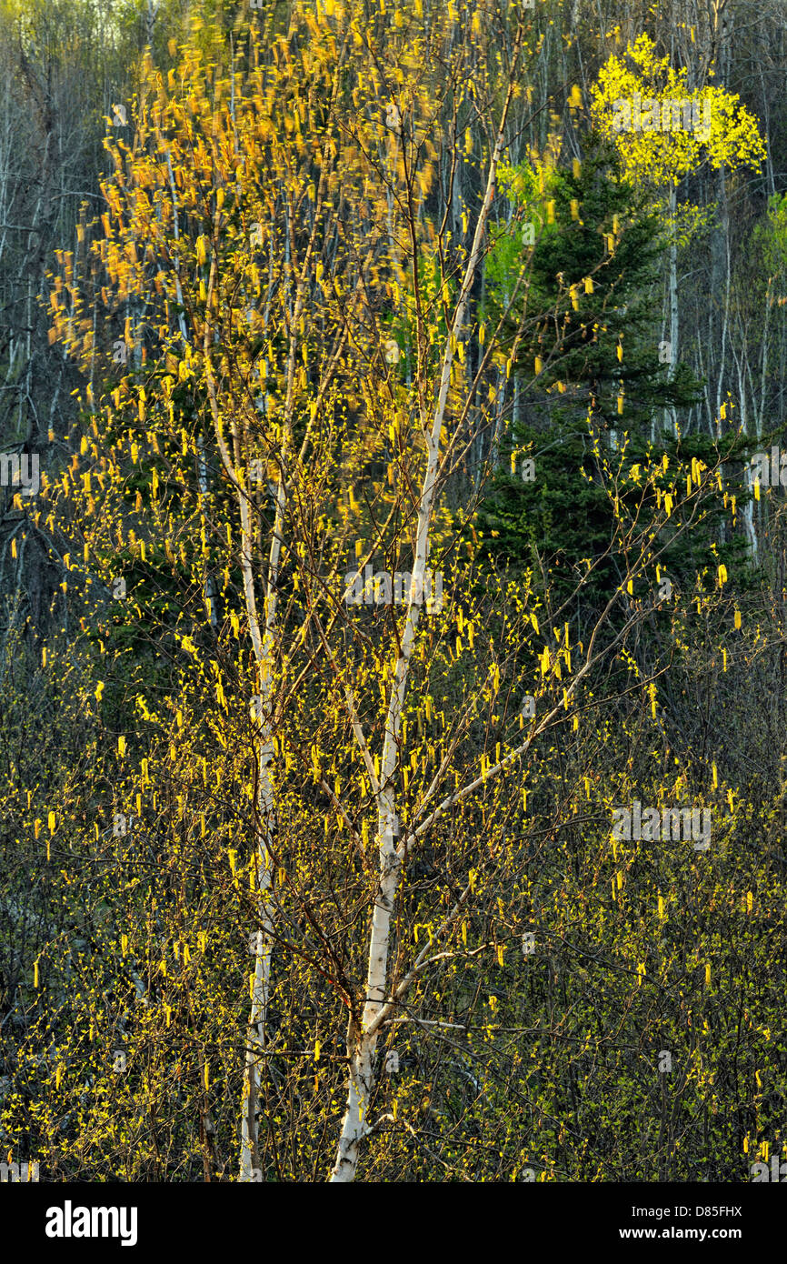 Broadleaf woodland young trees hi-res stock photography and images - Alamy