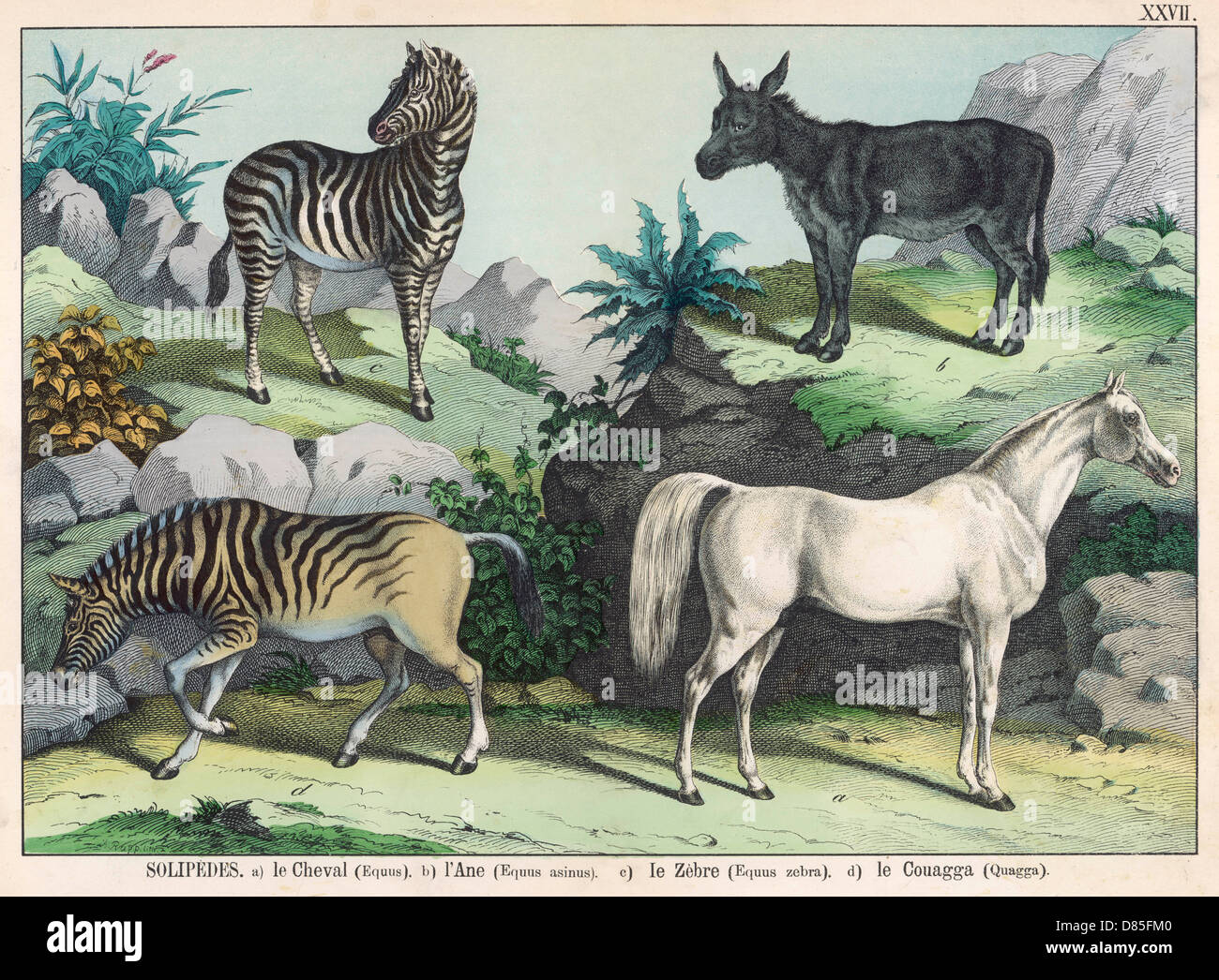 Four hooved animals Stock Photo - Alamy