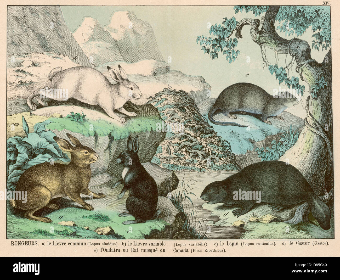 Rabbits and hares hi-res stock photography and images - Alamy