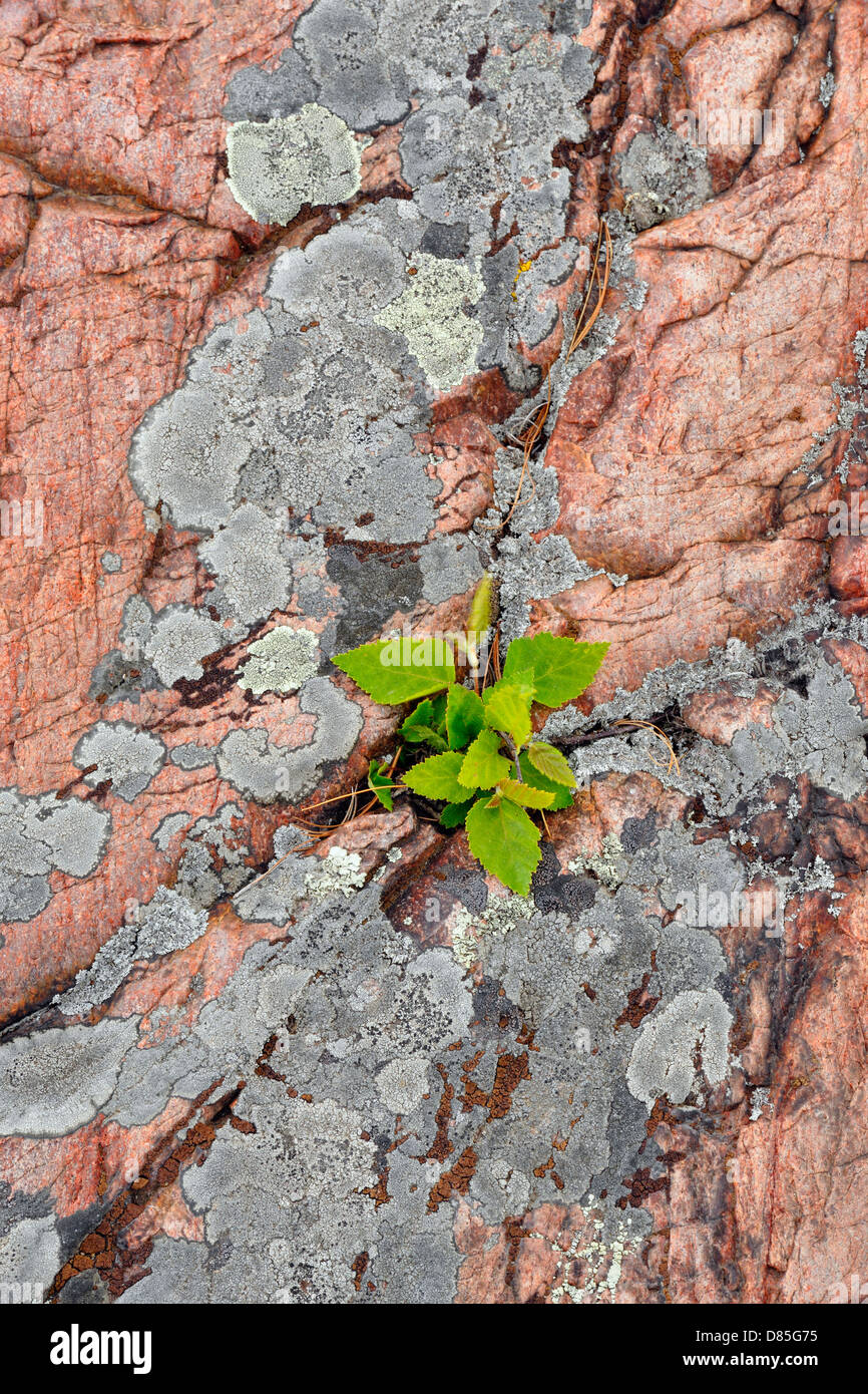 Canadian Shield granite outcrops with White birch (Betula papyrifera ...