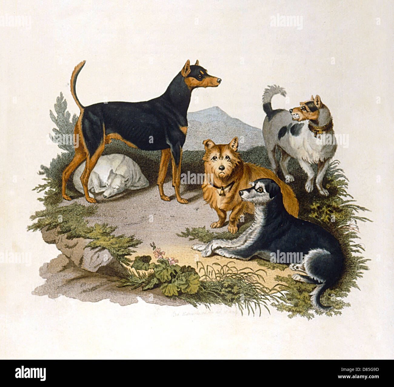 ASSORTED TERRIERS 1800 Stock Photo - Alamy