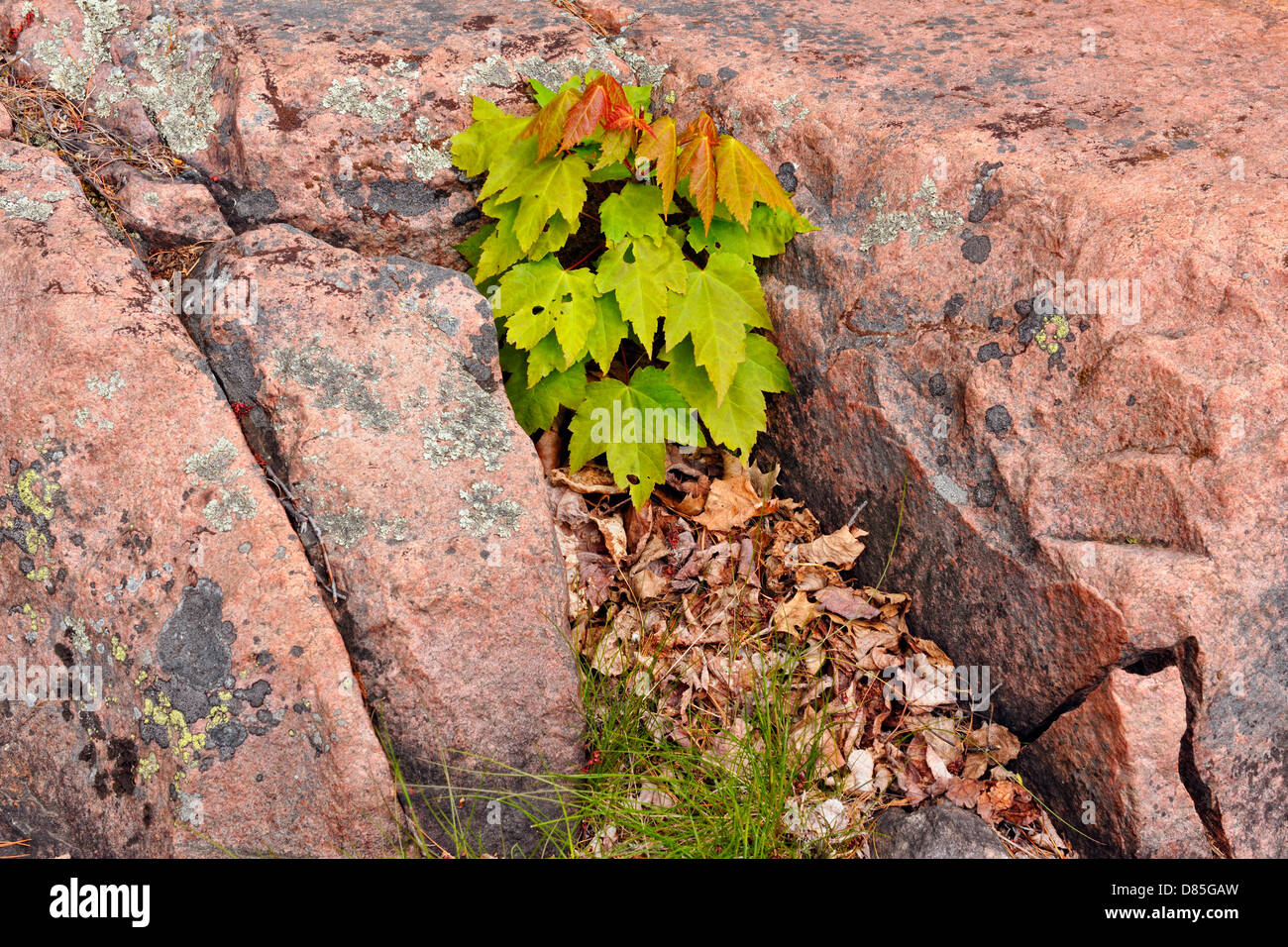 Red maple (Acer rubrum) seedling in Canadian Shield granite outcrops ...
