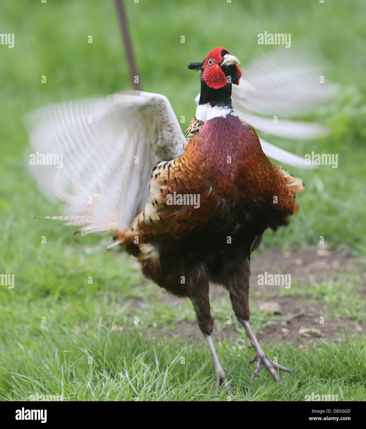 Male pheasant display on territory Stock Photo - Alamy