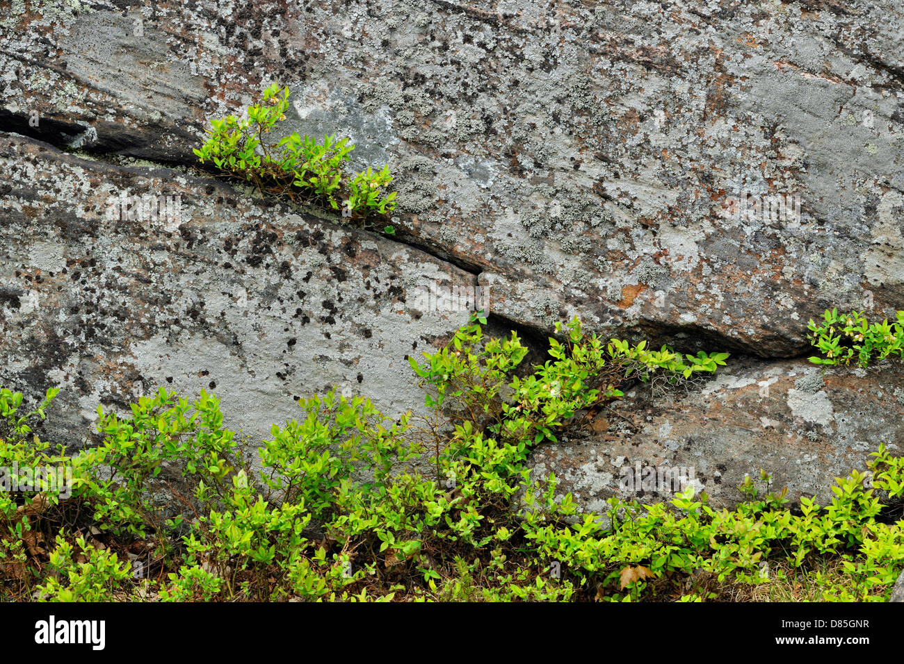 Canadian shield plants hi-res stock photography and images - Alamy
