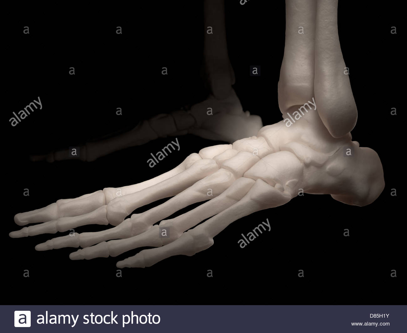 Human Shin High Resolution Stock Photography and Images - Alamy