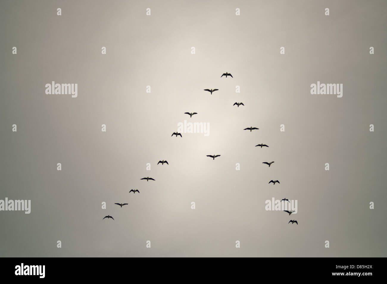 Flying arrow hi-res stock photography and images - Alamy