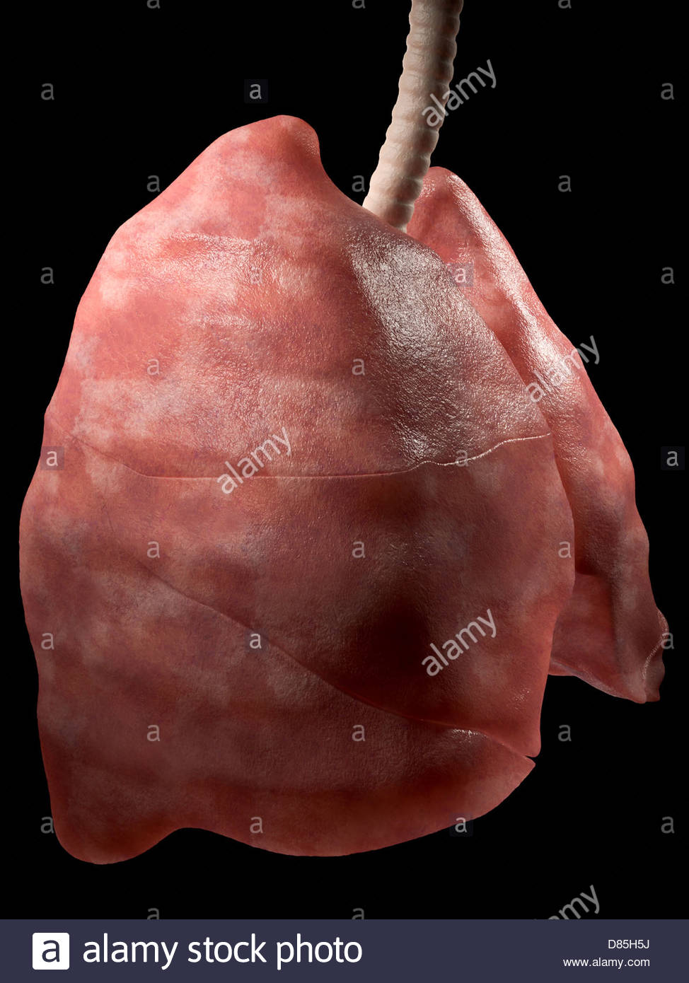 Lungs 3d Stock Photos & Lungs 3d Stock Images - Alamy