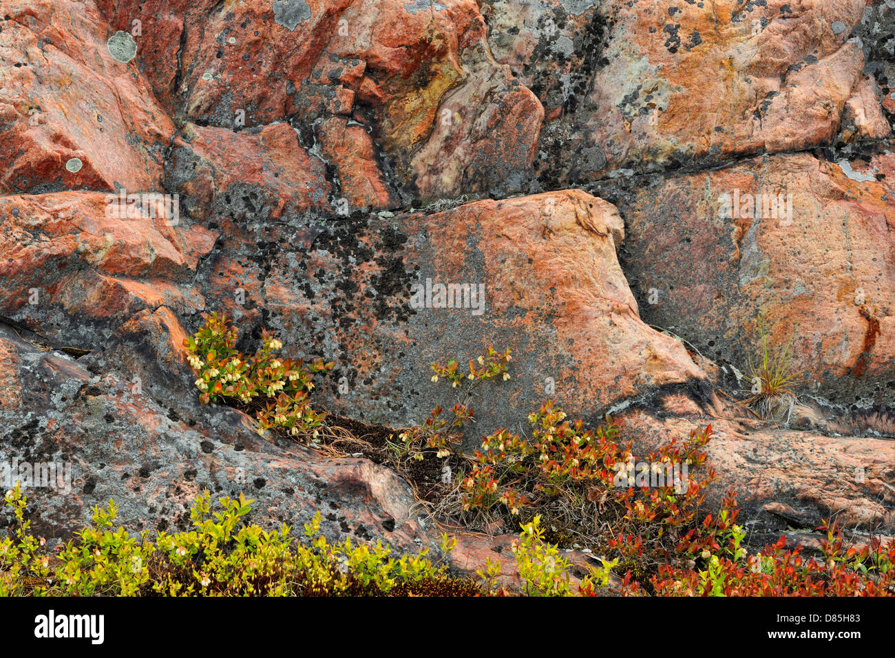 Canadian shield granite outcrops hi-res stock photography and images ...