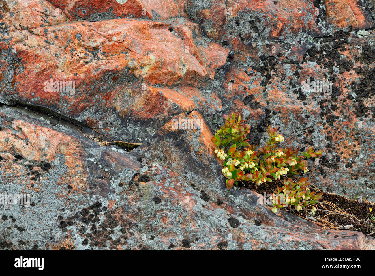 Pre cambrian granite outcrops hi-res stock photography and images - Alamy