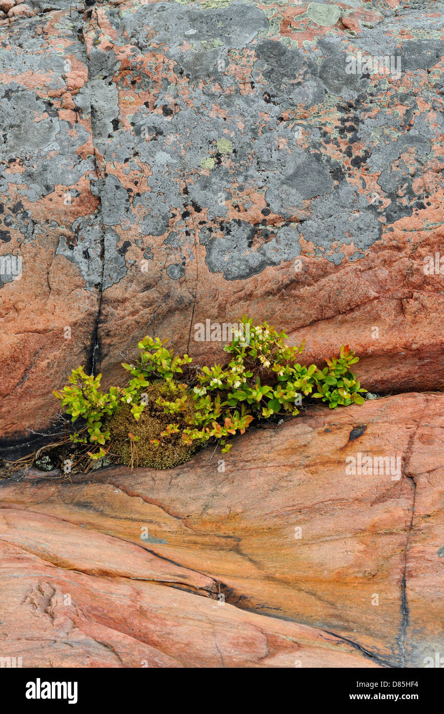 Canadian Shield granite outcrops with flowering Blueberry (low bush ...