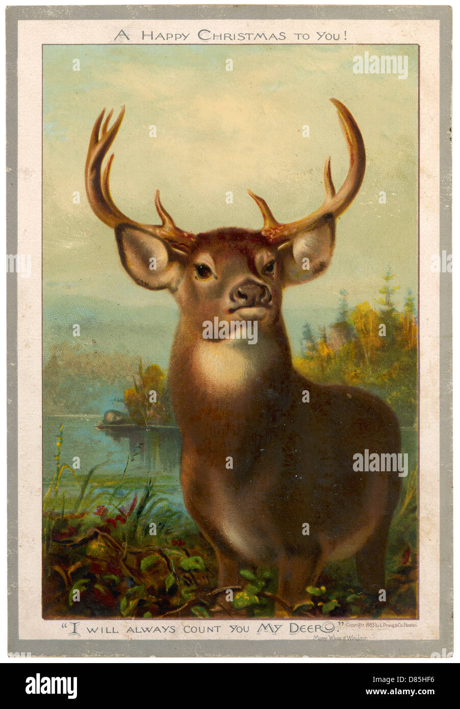 Large stag hi-res stock photography and images - Alamy