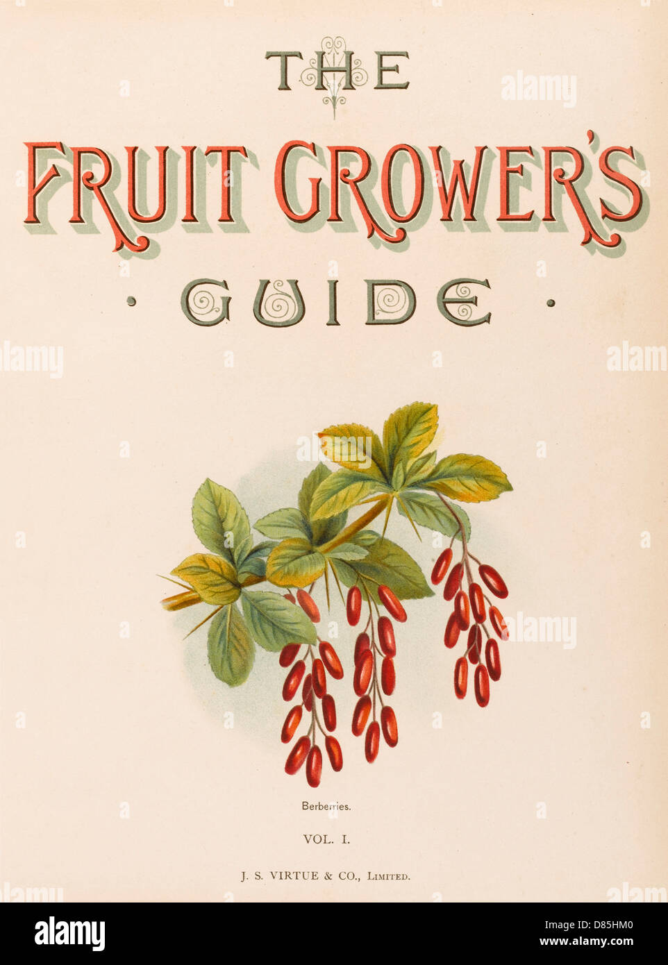 BARBERRY / BERBERRY Stock Photo - Alamy