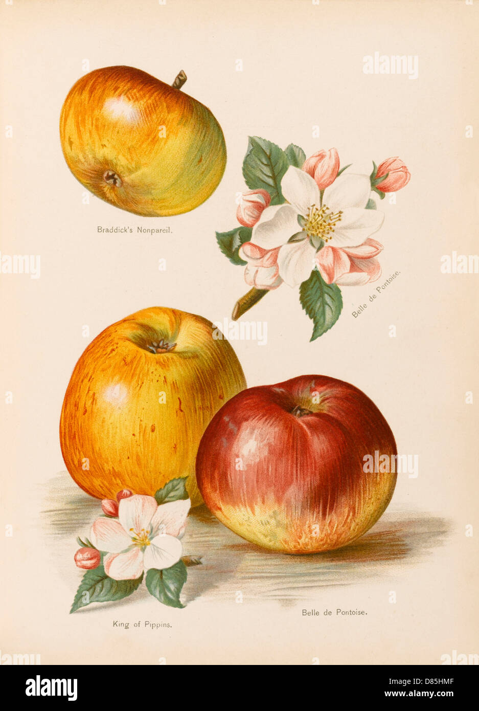 King of the pippins apples hi-res stock photography and images - Alamy