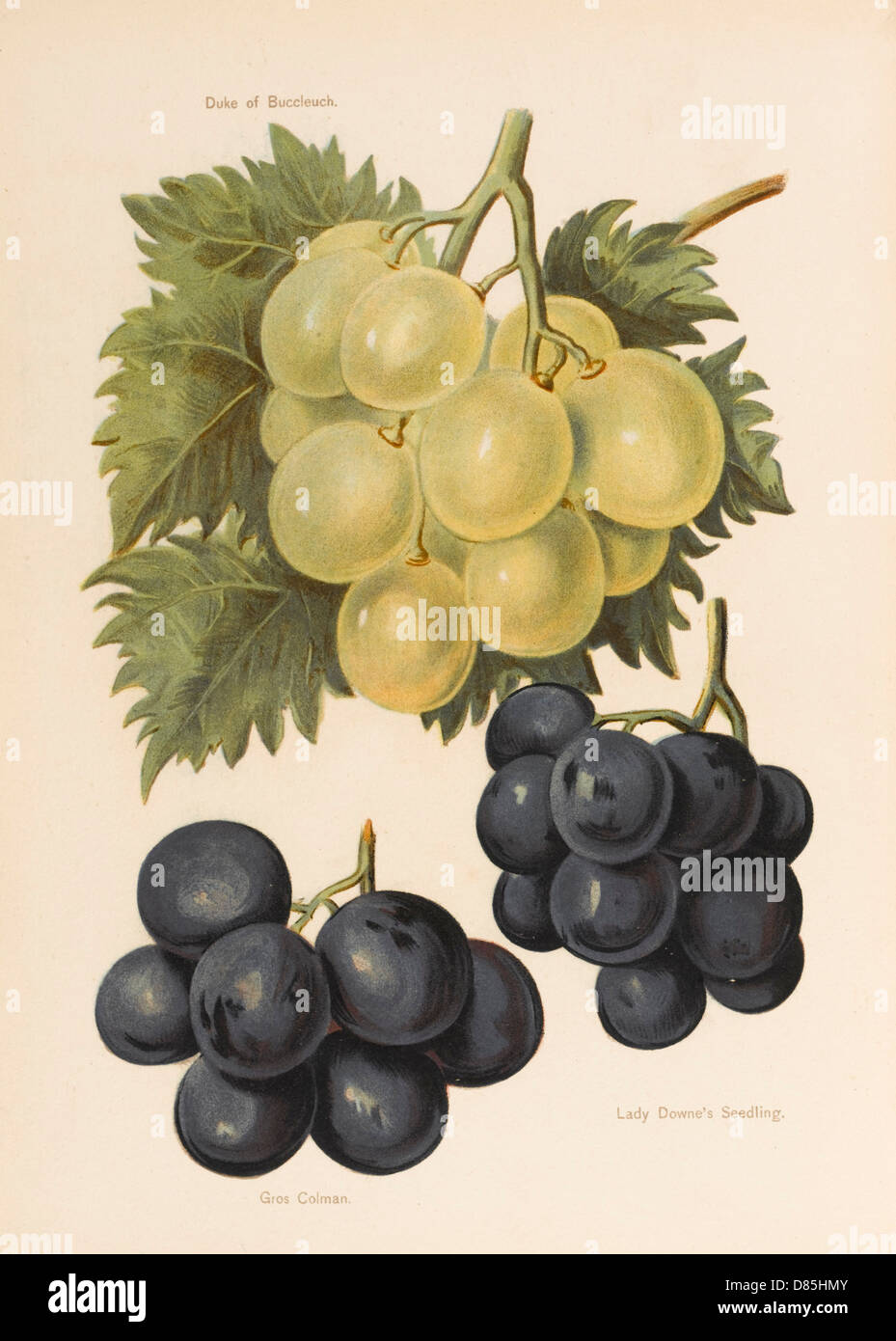 Lady downe seedling hi-res stock photography and images - Alamy