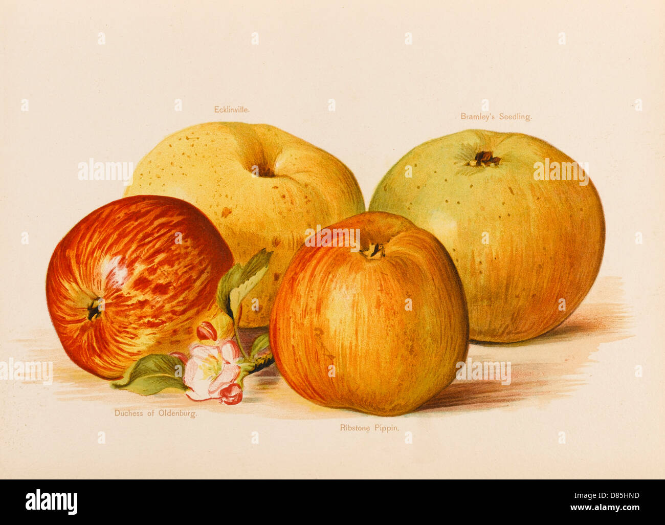 Ribstone hi-res stock photography and images - Alamy