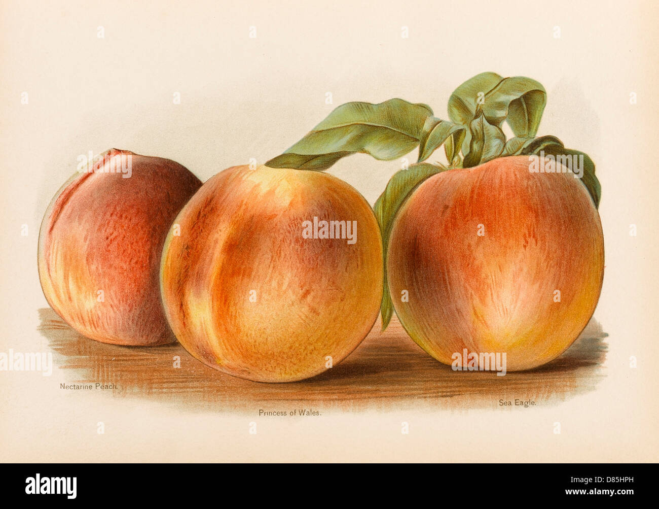 Princess Peach High Resolution Stock Photography and Images - Alamy