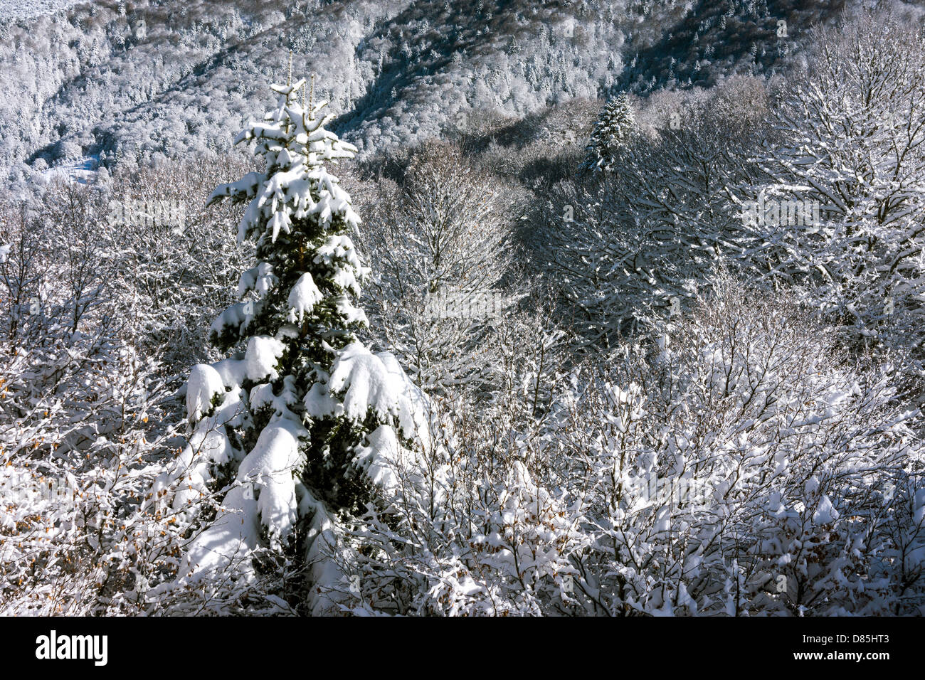 Winter, snow on trees, blue sky, cold, snowy Stock Photo - Alamy