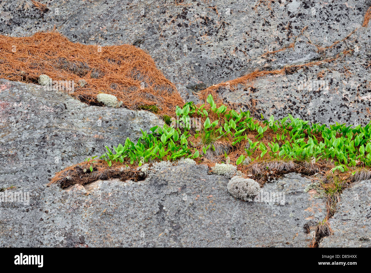 Canadian Shield granite outcrops with pine straw and Canada mayflower ...