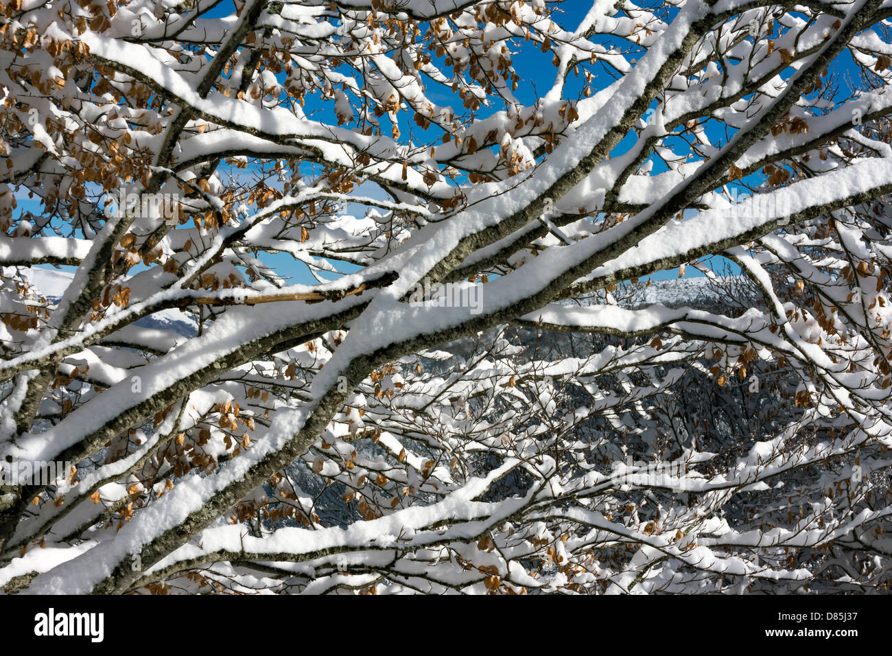 Winter, snow on trees, blue sky, cold, snowy Stock Photo - Alamy