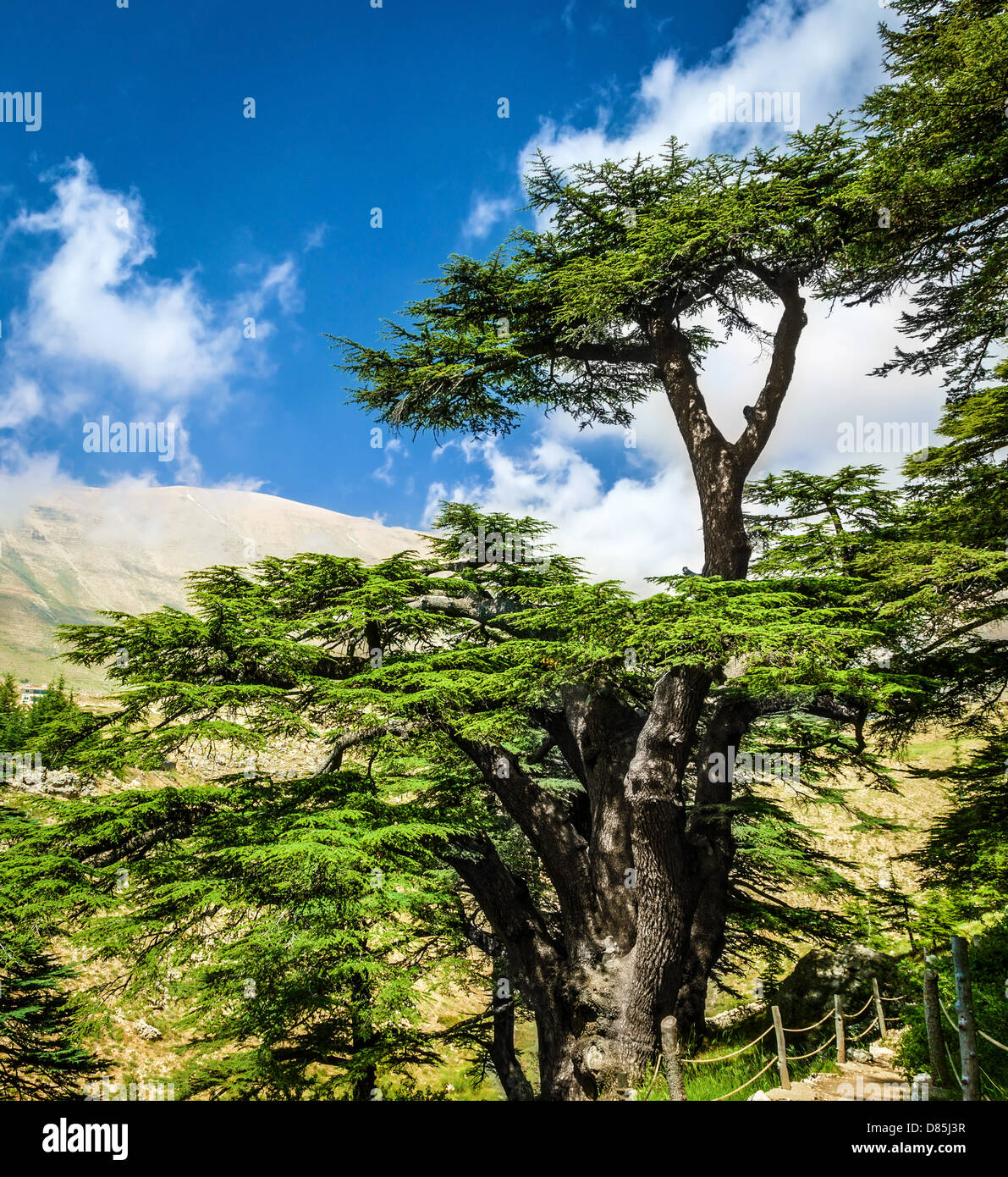 Lebanon cedar forest hi-res stock photography and images - Alamy