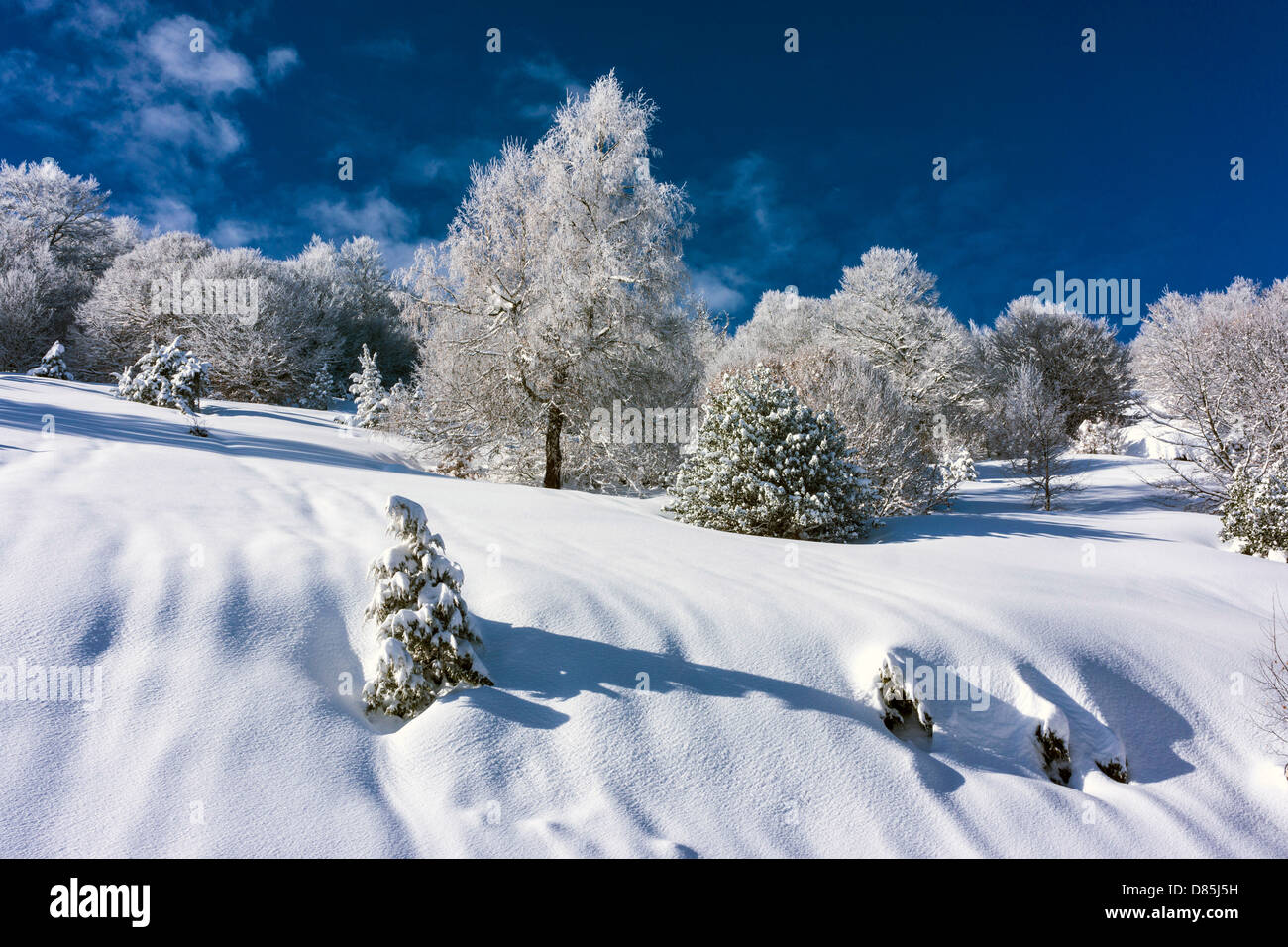 Cold on trees hi-res stock photography and images - Alamy