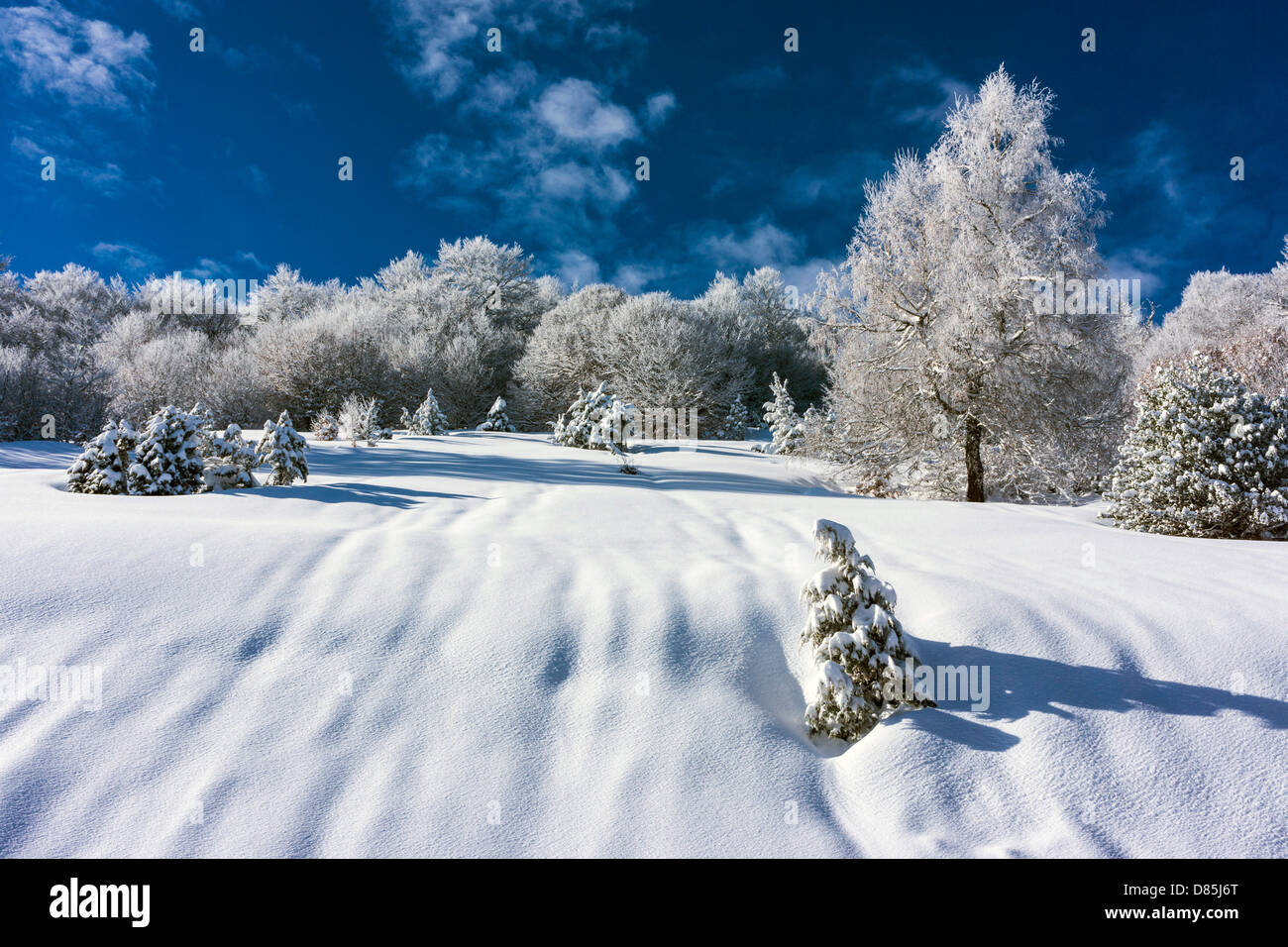 Winter, snow on trees, blue sky, cold, snowy Stock Photo - Alamy