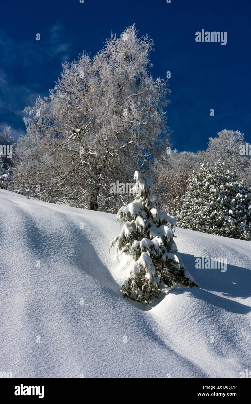 Winter, snow on trees, blue sky, cold, snowy Stock Photo - Alamy